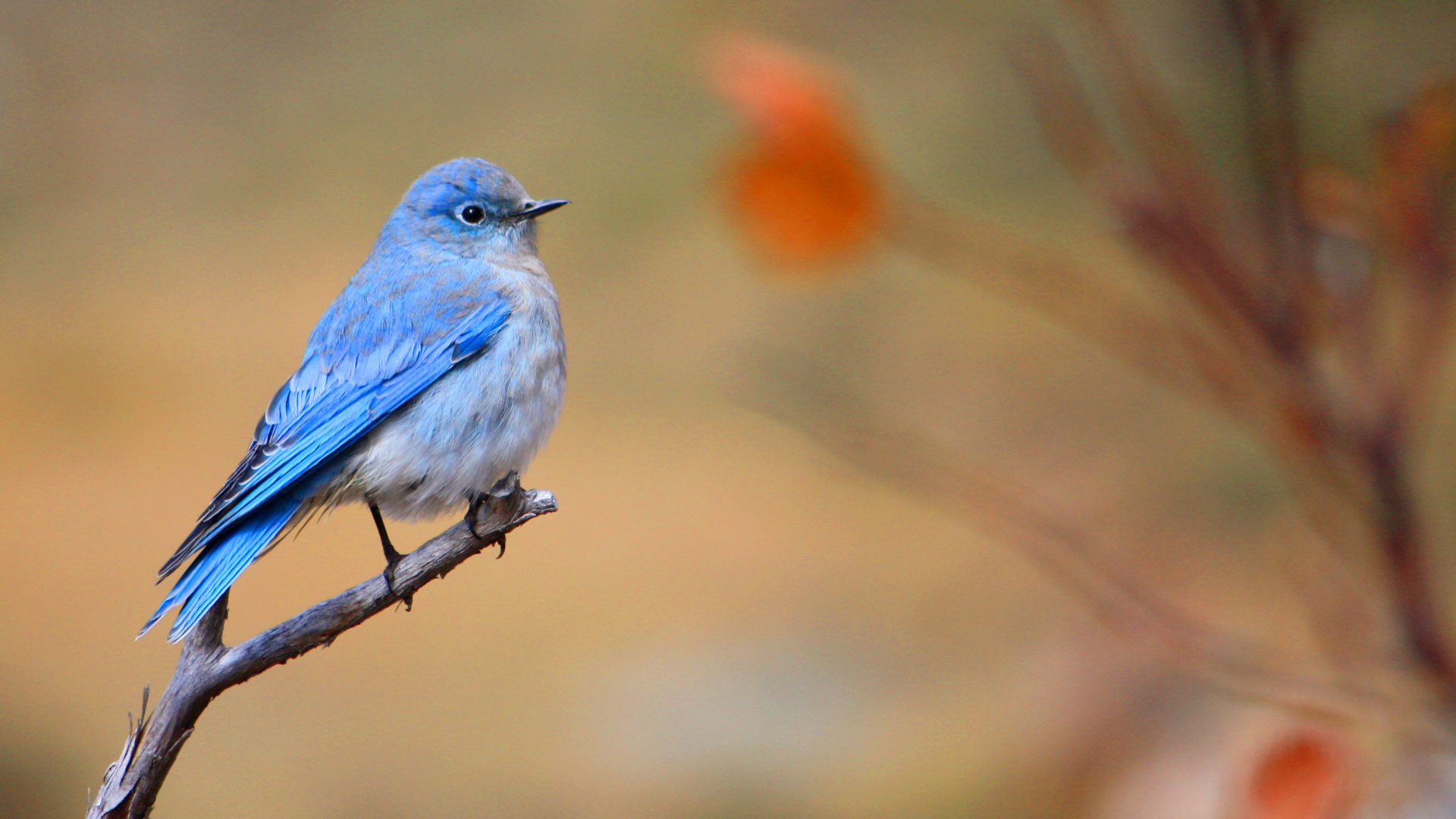 Twitter : Nouveau logo, nouvel oiseau - WebLife